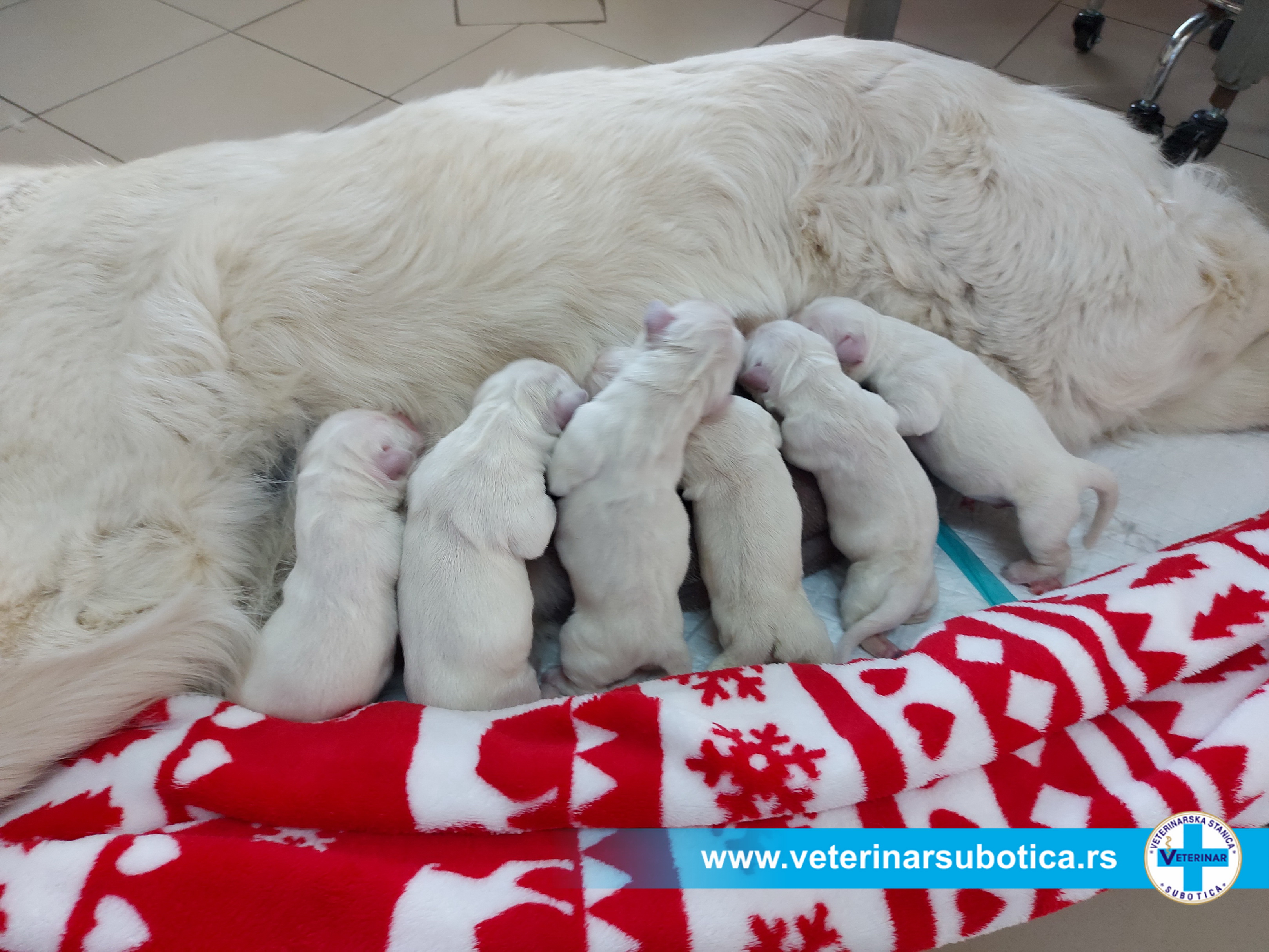 Carski rez Zlatni retriver | Veterinarska stanica "Veterinar" - Subotica