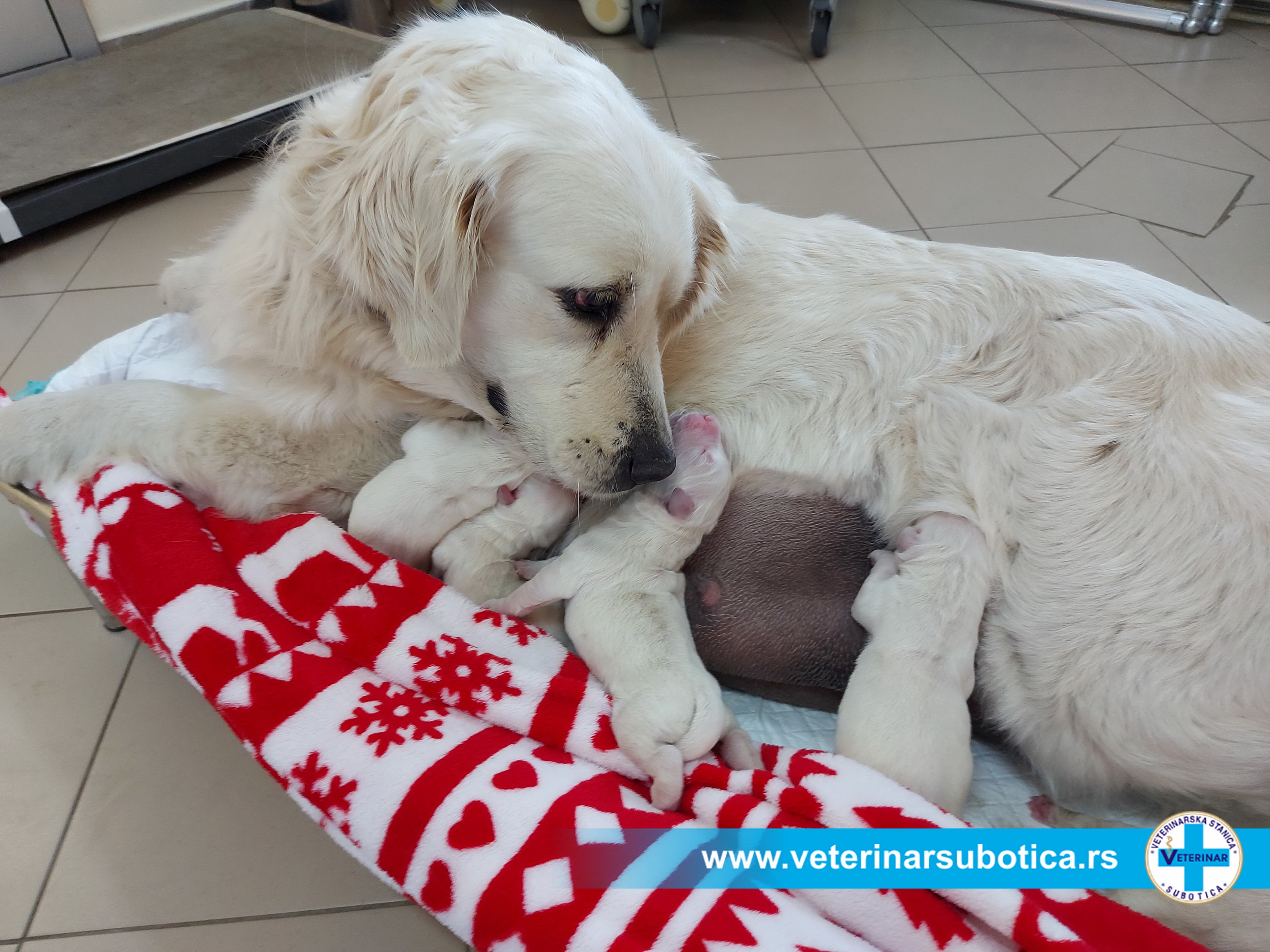 Carski rez Zlatni retriver | Veterinarska stanica "Veterinar" - Subotica